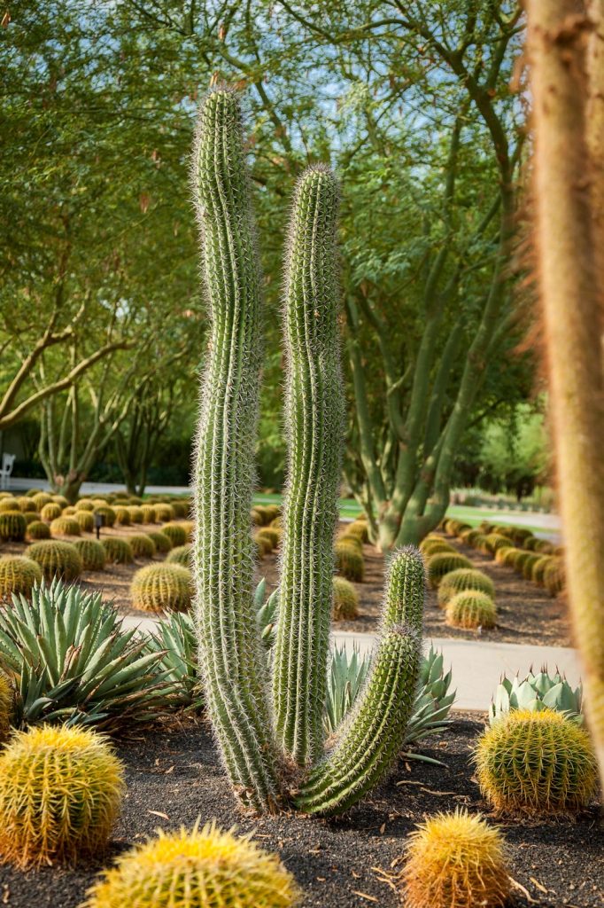 Organ Pipe - Sunnylands Art Garden
