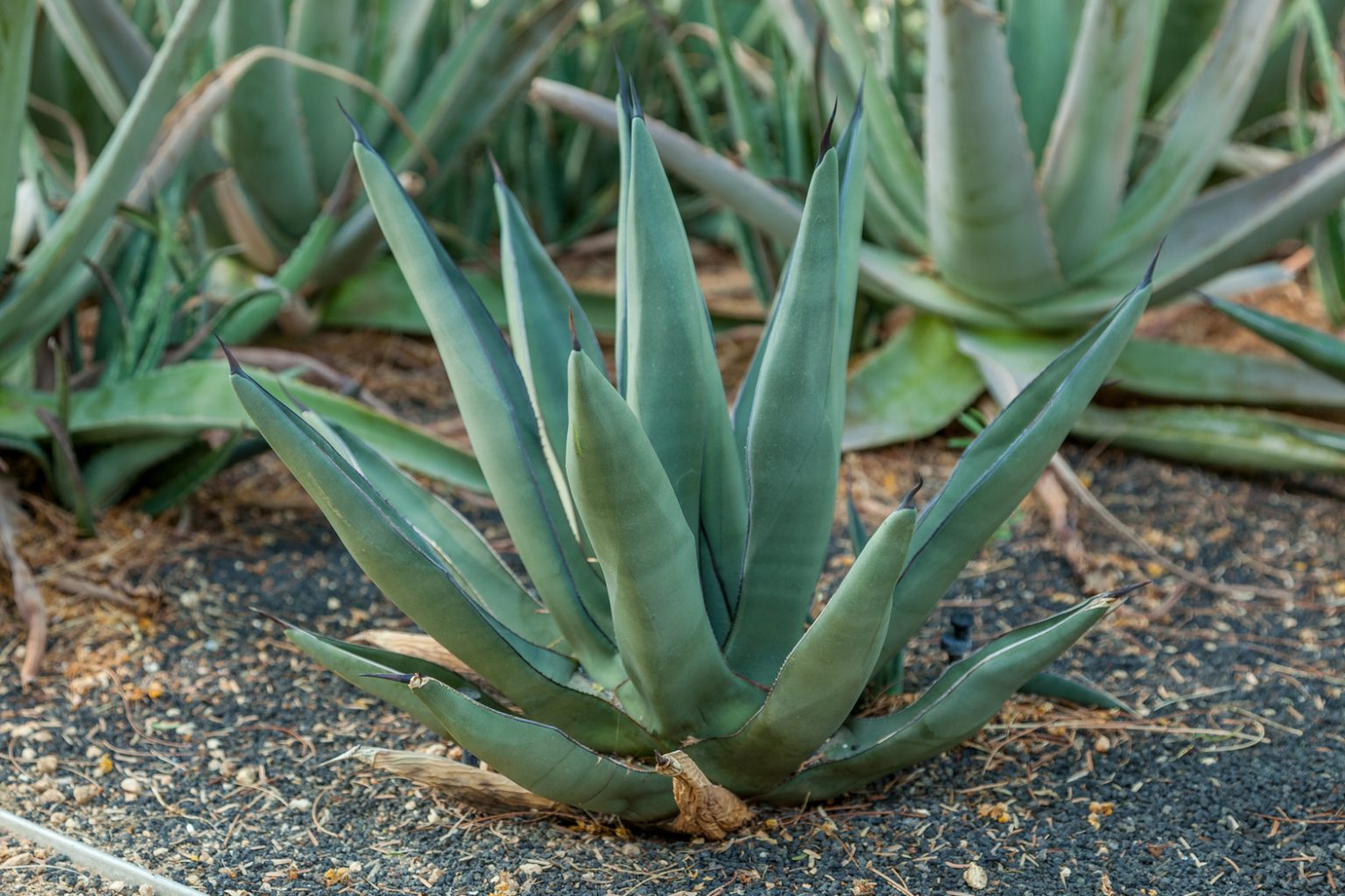 Sharkskin Agave - Sunnylands Art Garden
