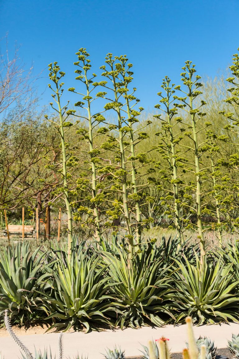 Smooth Agave - Sunnylands Art Garden