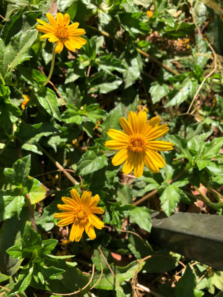 Wedelia - Sunnylands Art Garden