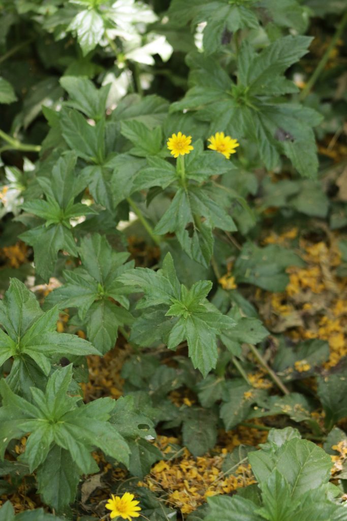 Wedelia - Sunnylands Art Garden