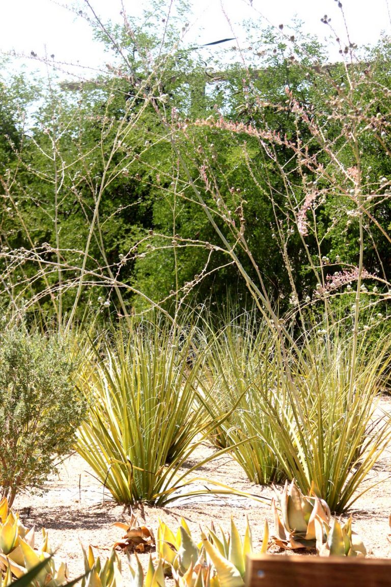 Giant Hesperaloe - Sunnylands Art Garden