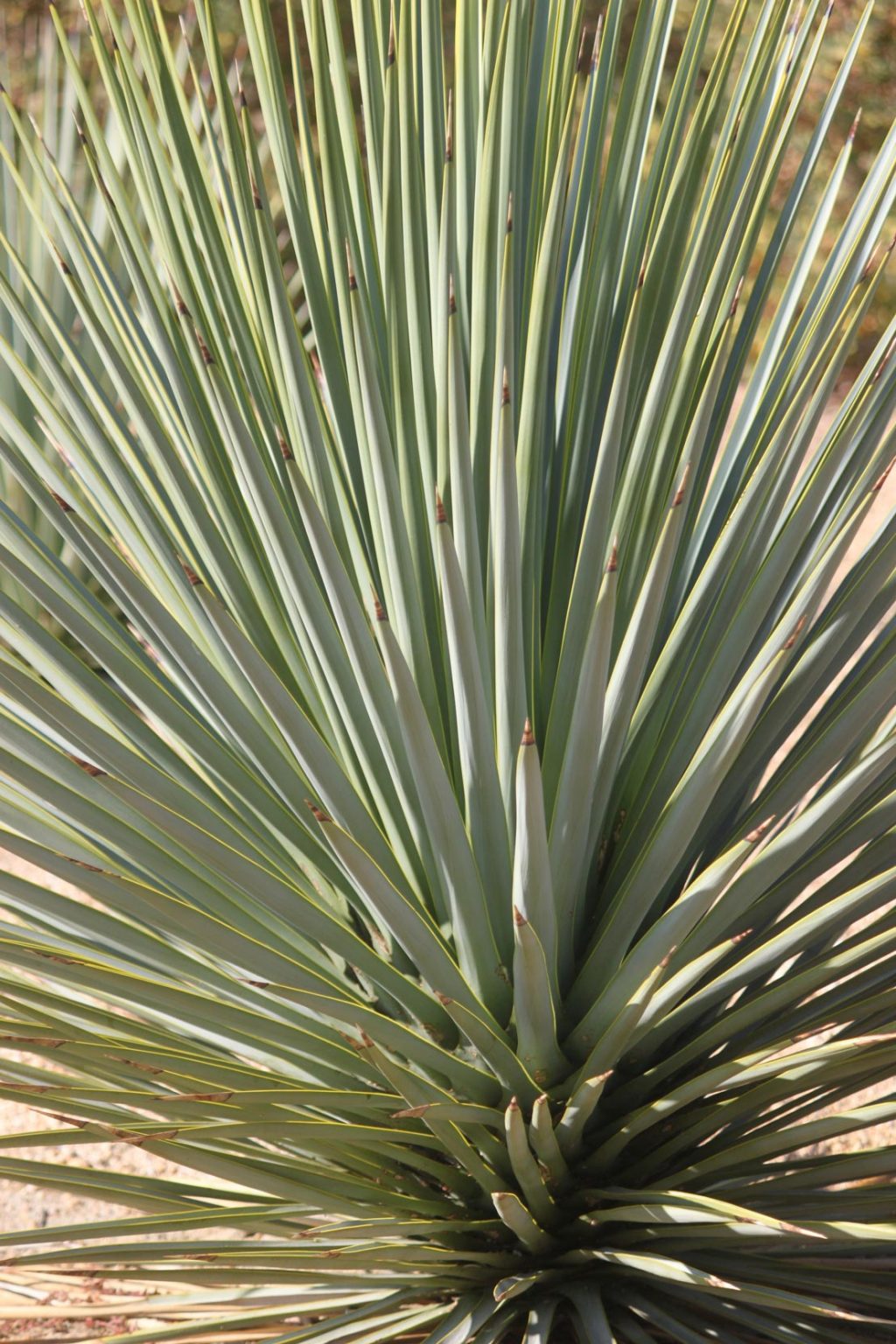 Beaked Yucca - Sunnylands Art Garden