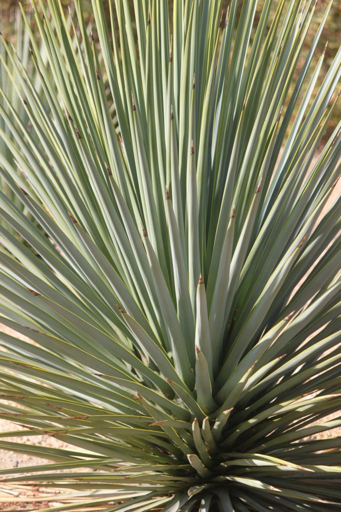 Beaked Yucca - Sunnylands Art Garden