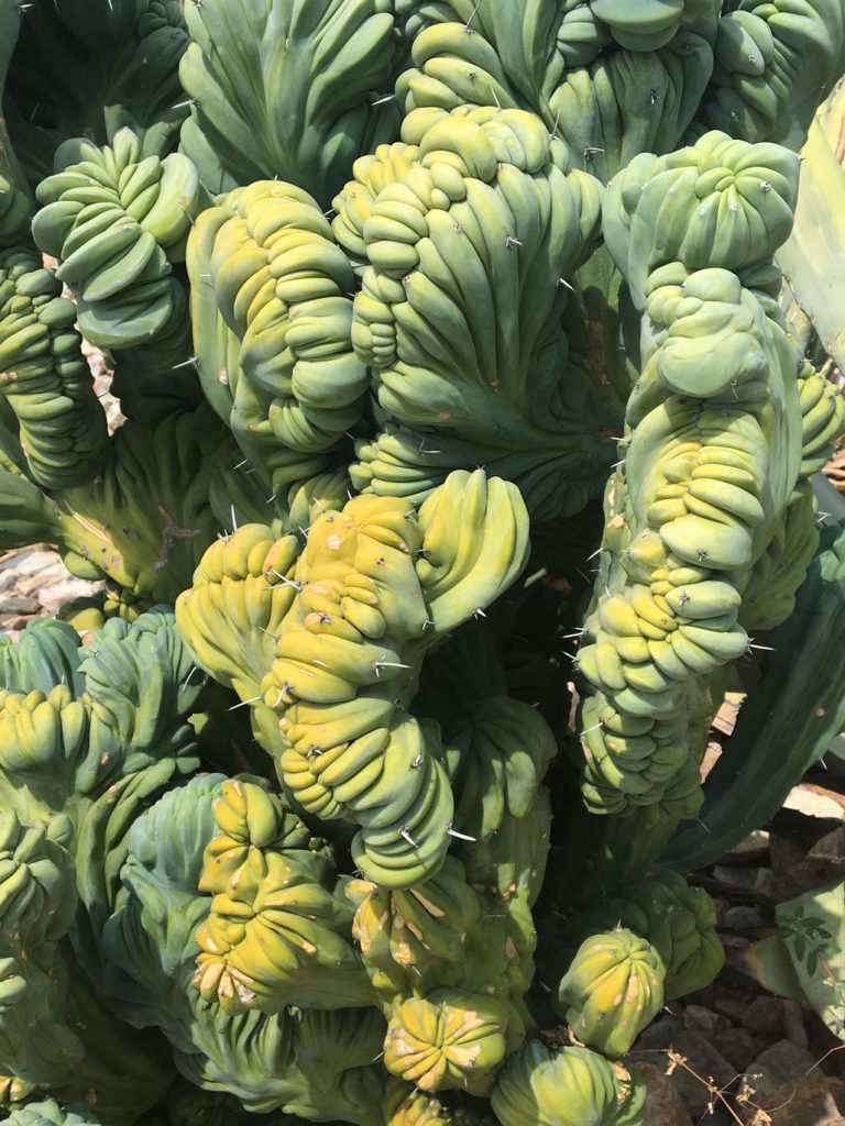 Crested Blue Flame - Sunnylands Art Garden