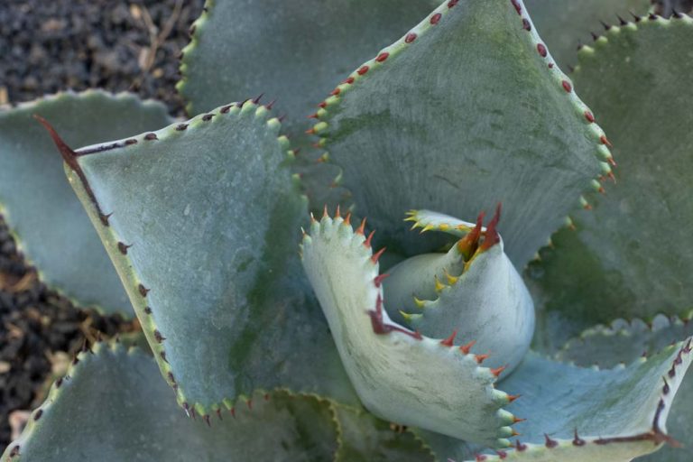 Pygmaea Agave - Sunnylands Art Garden